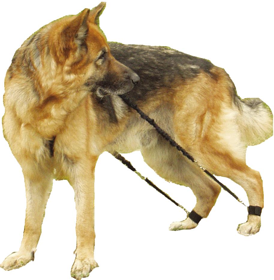 biko – der Hundeexpander für ein besseres Hundeleben